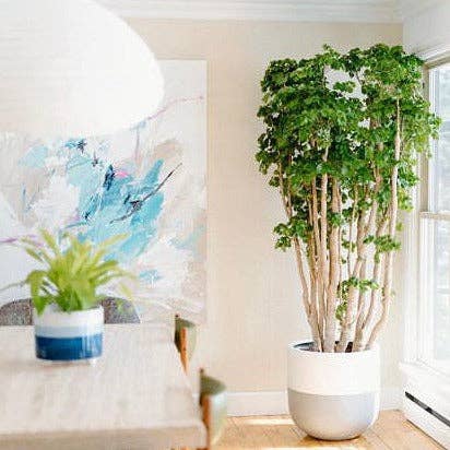 SPLIT POT | PLANTER - Magnolia Flowers